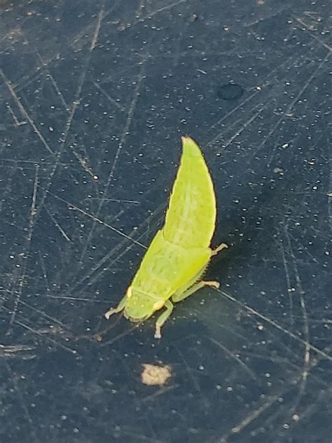 Assuming This Is Some Sort Of Treehopper Nymph Specific Identification Would Be Greatly