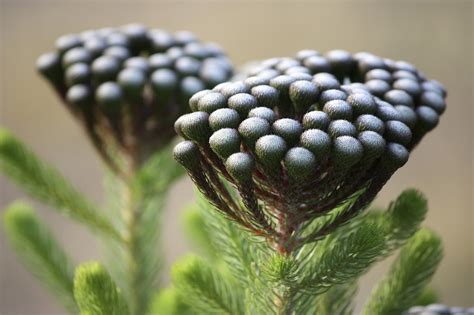 Swallows Nest Farm February Flowers