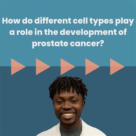 How Do Different Cell Types Play A Role In The Development Of Prostate