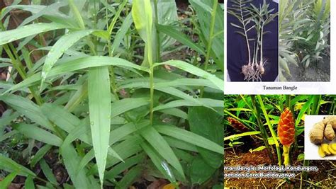 Temukan 7 Manfaat Tanaman Bangle Yang Jarang Diketahui