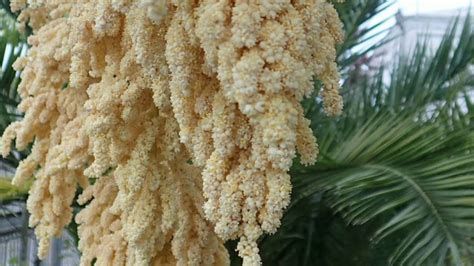 აყვავილებული პალმა ჩვენს ეზოში Youtube