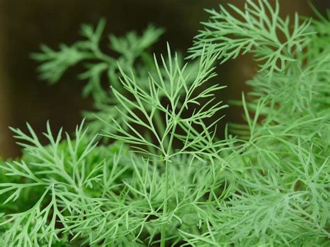 Aneth Bienfaits Et Utilisation Phytothérapie Guide Pratique