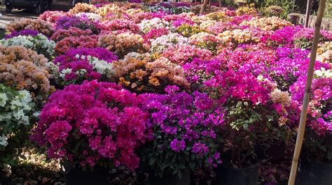 Vivero Bugambilias Saltillo Vivero Bugambilias Saltillo