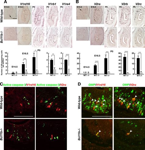 Severely Reduced Expression Of The V1r And V2r Genes In The Vne Of Download Scientific Diagram