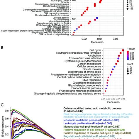 Cell Cycle Related Signaling Pathways Were Enriched In Tcga Profiling