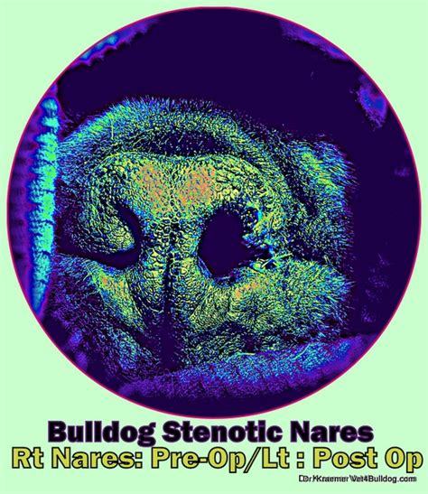 French Bulldog Nose Surgery Stenotic Pinched Nares Vet4bulldog