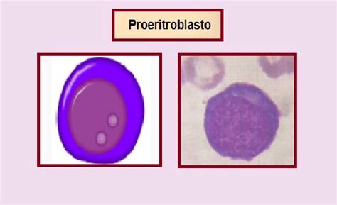 Proeritroblasto Características Morfología Regulación Tinción