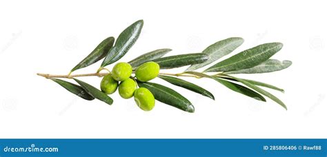 Olive Tree Branch Isolated On White Background Stock Photo Image Of Design Health 285806406