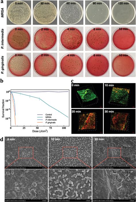A Bactericidal Effect And B Colony Count Of Blue Light On Suspension Download Scientific