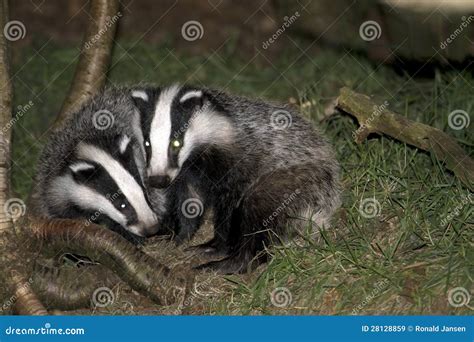 Dassen Stock Afbeelding Image Of Aanraking Gedrag Spel 28128859