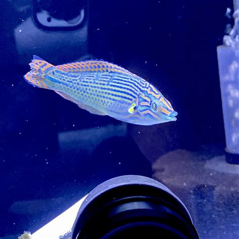 What Are The Most Underrated Fish Page 2 Reef2reef