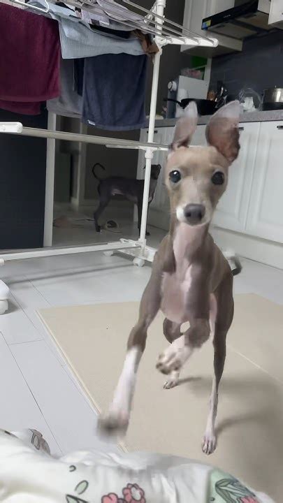 요조숙녀 김레아의 조신한 워킹 Youtube