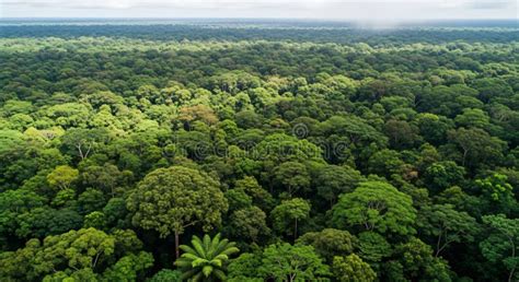 Aerial View Of Amazon Rainforest Canopy Dense Vegetation Green Trees