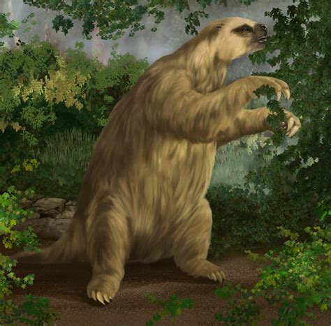 Megalonyx Jeffersonii A Fossilized Leg And Hand Of A Giant… Flickr