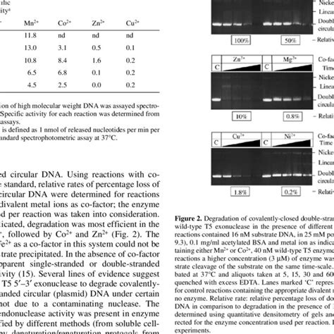 Exonucleolytic Activity Of Wild Type T5 5′ 3′ Nuclease Download Table
