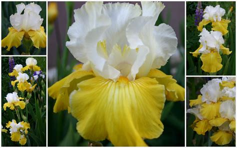 Tall Bearded Iris Neutron Dance