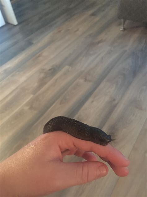 59 Best Sluggo Images On Pholder Boston Terrier Aww And Comicstriphistory