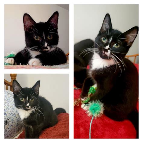 Fluffernutter Ks Kitten Rescue