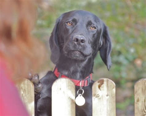 18 Best Lab Pointer Mix Images On Pinterest Function Pointer Pointers And Stylus