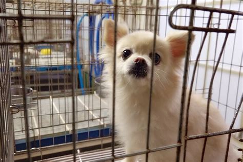 유기견에서 반려견으로 다시 시작된 견생 제2막 비마이펫 크리에이터즈