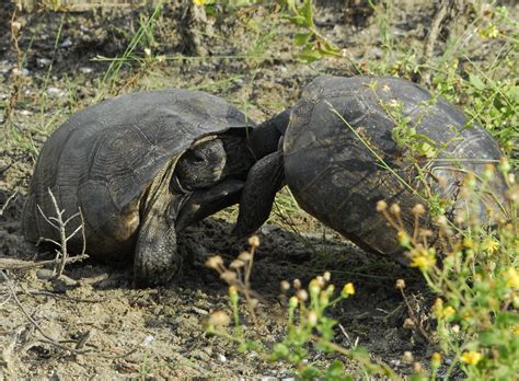 male gopher tortoises duke it out the gopher tortoise