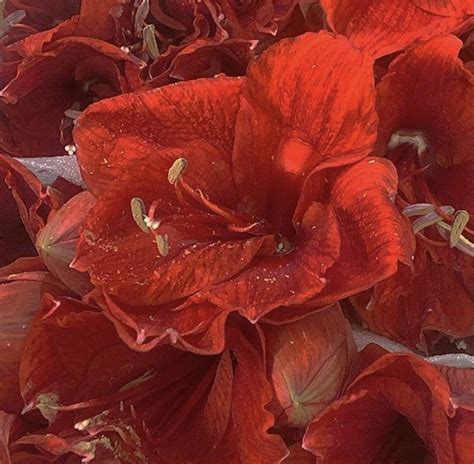 She Walks In Beauty Yandere Romanticaa On Tumblr