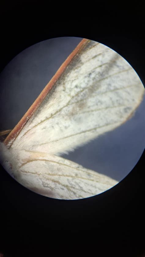 Help Identifying This Moth R Entomology