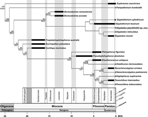 Time Scaled Phylogeny Of Glyptodontidae Based On Tnt Analysis Of Download Scientific Diagram