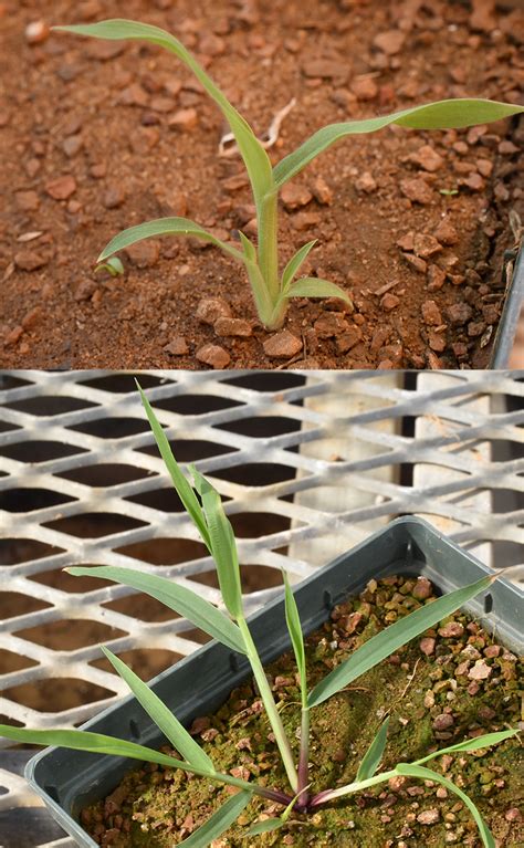 Fs1309 Crabgrass And Goosegrass Identification And Control In Cool