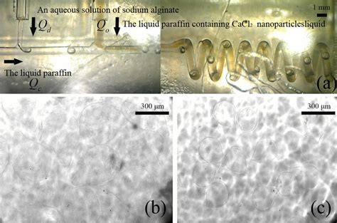 A Ca Alg Microgels Was Generated By The Multifunctional Microfluidic