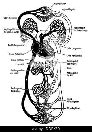Medicine Anatomy Sexual Organs Schematic Diagram Of The Male Genital Drawing Graphic