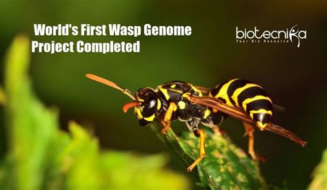 Worlds First Wasp Genome Project Completed By New Zealand Researchers Genome Project Genome
