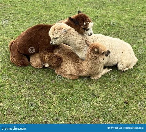 Three Young Alpacas Stock Image Image Of Grass Cria 271036595