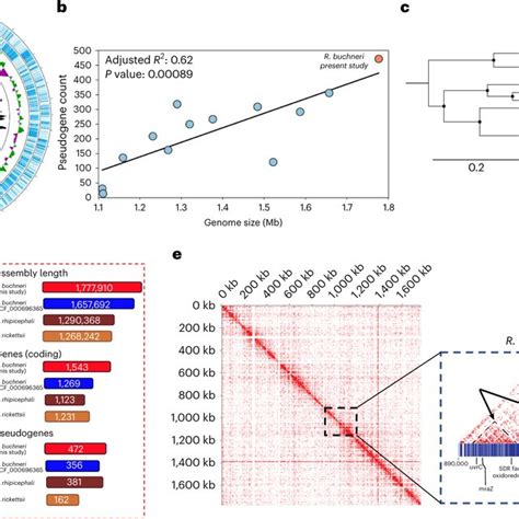 R Buchneri Genome Assembly And Annotation A Circos Plot Of R