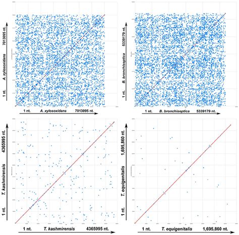 Dot Plot Comparison Of The Four Studied Genomes Against Themselves