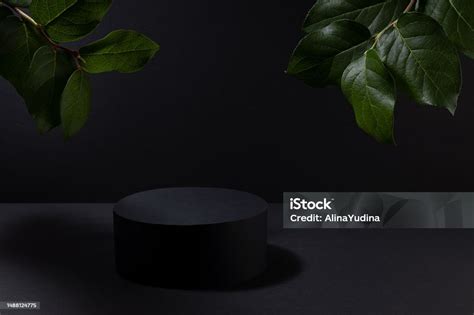 하나의 실린더 연단 모형이 있는 검은색 추상 무대 단단한 빛 그림자 프레젠테이션 화장품 템플릿 상품 고급 여름 밤 스타일의 디자인으로 나무의 신선한 녹색 매달린 가지 강단에