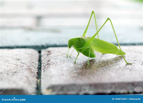 Katydid Or Green Grasshopper Looks Like A Leaf Royalty Free Stock