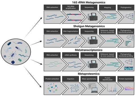 Microbiomes Their Function And Cancer How Metatranscriptomics Can
