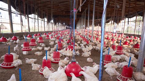 Poultry Disease कोंबड्यांना संधिवात होण्याची कारणे काय आहेत What Are The Causes Of Arthritis