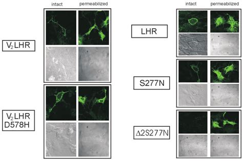 Subcellular Localization Of Wild Type And Mutant Lhrs In Cos 7 Cells