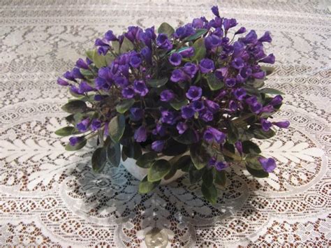 Фиалка vallarta campanas moradas фото и описание сорта