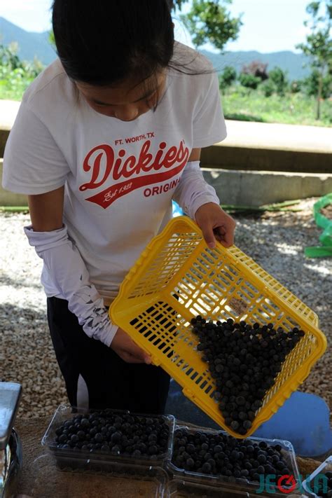 해남관광농원 블루베리 체험