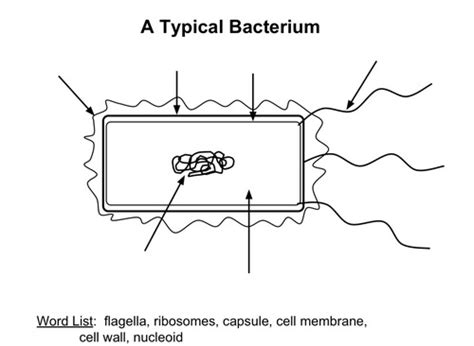 Domain Bacteria And Archaea Taxonomy Flashcards Quizlet