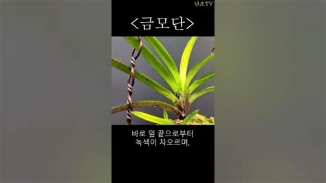 긴 역사의 명품 풍란 대표 금모단 Youtube