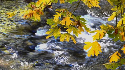 Stream River Bed Water Free Stock Video Pixabay