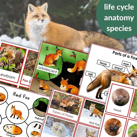 Parts Of A Fox Life Cycle Activities Montessori Nature