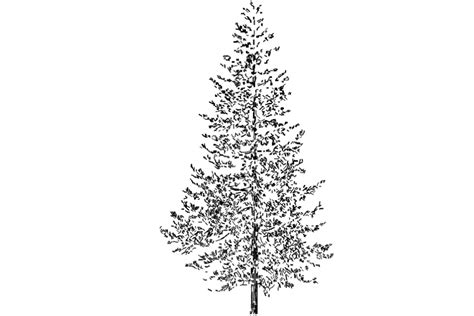 Christmas Tree 2d Front Elevation Cadbull