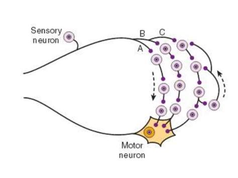 2016 03 23 Polysynaptic Reflex
