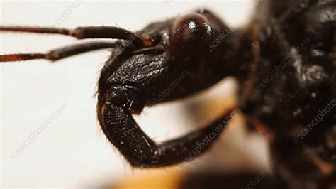 Assassin Bug Mouthparts Stock Video Clip K0035286 Science Photo