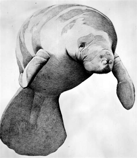 Manatee Illustration